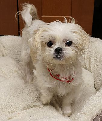 Harrison Ny Maltese Meet Chloe A Pet For Adoption Adoptapet