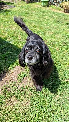 Los Angeles CA Cocker Spaniel Meet Robbie Houdini A Pet For