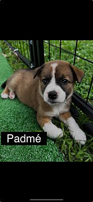 Waterbury Ct Beagle Meet Padme A Pet For Adoption Adoptapet