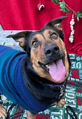 Silverdale WA Shepherd Unknown Type Meet Rhonda A Pet For