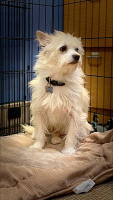 Norwalk CT Terrier Unknown Type Small Westie West Highland White