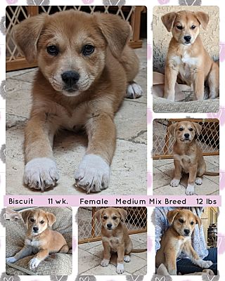 Mesa AZ Border Collie Meet BISCUIT A Pet For Adoption AdoptaPet