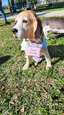 Tampa FL Beagle Meet Sandy Duncan A Pet For Adoption AdoptaPet