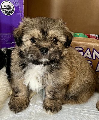 Culver City CA Shih Tzu Shih Tzu Meet SPUNKY A Pet For Adoption