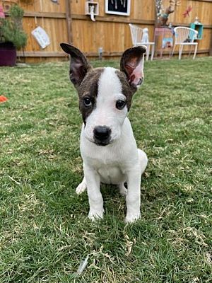 Olympia WA Terrier Unknown Type Medium Meet Sparkles A Pet For