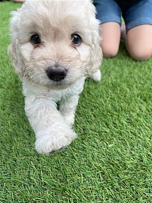 Toronto ON Poodle Miniature Spaniel Unknown Type Meet Sugar A