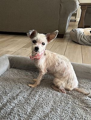 Wesley Chapel FL Yorkie Yorkshire Terrier Chihuahua Meet Lottie A