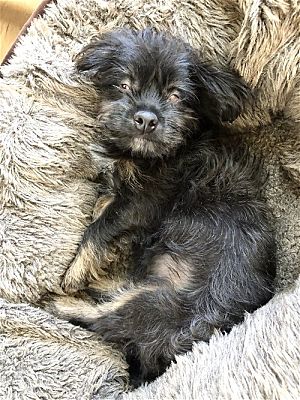 Seattle WA Poodle Miniature Terrier Unknown Type Medium Meet