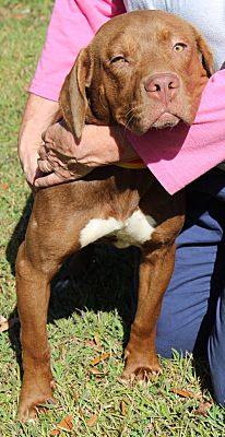 Prattville AL Labrador Retriever Hound Unknown Type Meet Benji
