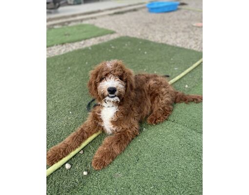 Fort Wayne IN Poodle Standard Golden Retriever Meet Brinn A Pet