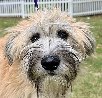 Mishawaka IN Wheaten Terrier Norwegian Elkhound Meet No Time A Pet