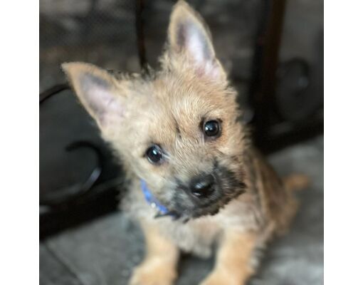 Seattle WA Cairn Terrier Meet Rosie A Pet For Adoption AdoptaPet