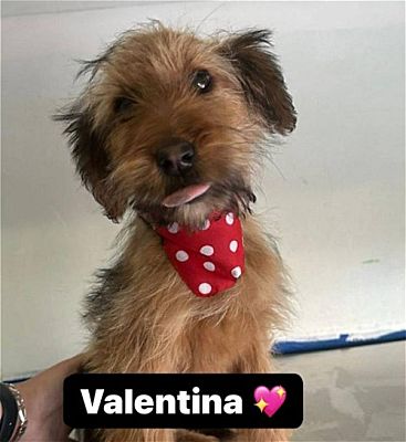 Los Angeles CA Yorkie Yorkshire Terrier Terrier Unknown Type