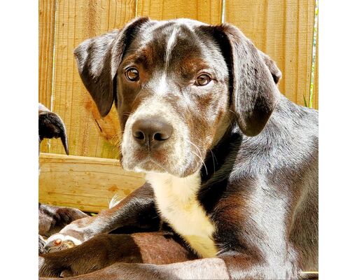 FREEPORT FL Labrador Retriever Australian Shepherd Meet Earth