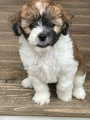 Raleigh NC Shih Tzu Poodle Miniature Meet Phoebe A Pet For
