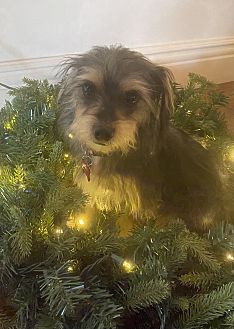 Adopt A Pet | PetSmart Charities