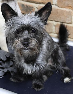 Tucson, AZ - Cairn Terrier/Yorkie, Yorkshire Terrier. Meet Buddy a Pet ...