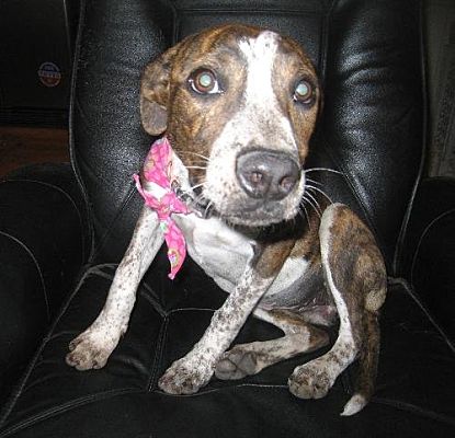 Queen Creek, AZ - Cattle Dog/Pointer. Meet JELLY BEAN a Pet for ...