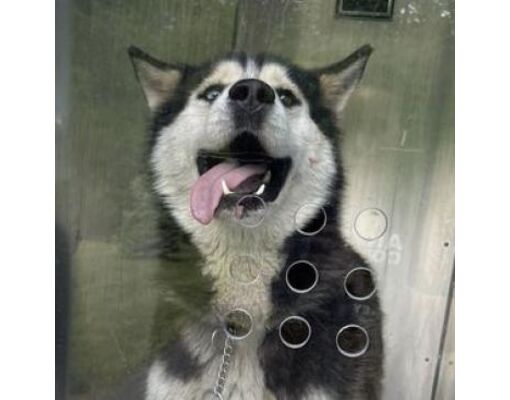 Bristol, IN - Husky/Mixed Breed (Medium). Meet Wilder a Pet for ...