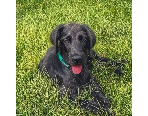 Huntsville, AL - Schnauzer (Giant)/Schnoodle. Meet Skiddly Doo a Pet ...