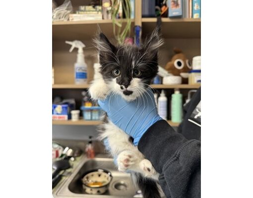 Boone, NC - Domestic Mediumhair/Mixed Breed (Medium). Meet I’m not Lisa ...