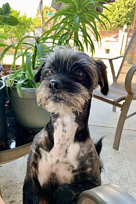 Long Beach, CA - Poodle (Standard)/Mutt. Meet Shadow a Pet for Adoption ...