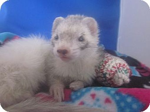 Toledo, OH - Ferret. Meet Bandit a Pet for Adoption - AdoptaPet.com