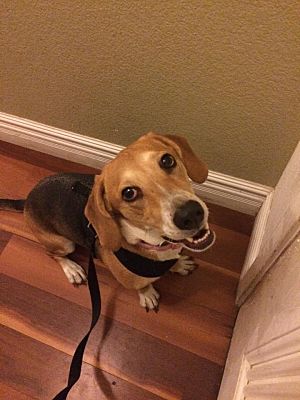 Chandler, AZ - Beagle. Meet Dixie Mae a Pet for Adoption - AdoptaPet.com