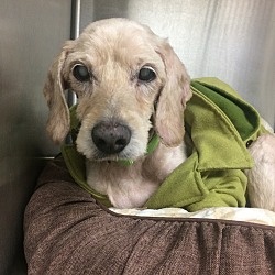 Oak Ridge, NJ - Cockapoo/Cocker Spaniel. Meet Arthur-SAD SENIOR a Pet ...