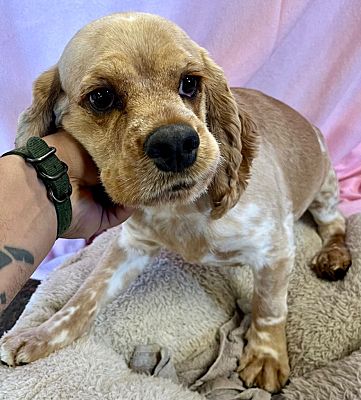 Saint Robert, MO - Cocker Spaniel. Meet Champ a Pet for Adoption ...