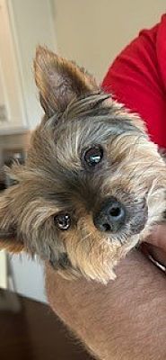 Bennington, NE - Yorkie, Yorkshire Terrier. Meet Rico a Pet for ...