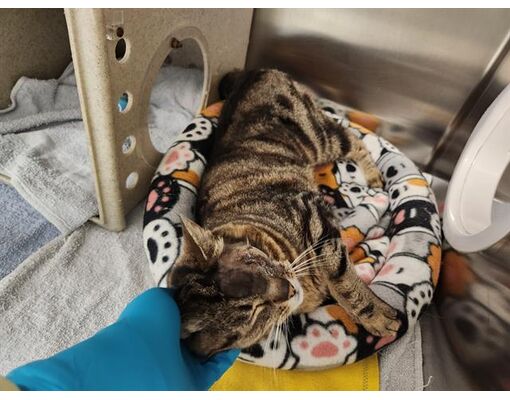 Kent, WA - Domestic Mediumhair. Meet WINKY a Pet for Adoption ...