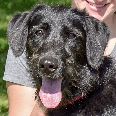 Huntley, IL - Irish Wolfhound/Labrador Retriever. Meet Mayday a Pet for ...