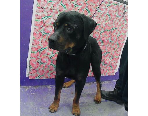 Houston, TX - Rottweiler. Meet REX a Pet for Adoption - AdoptaPet.com