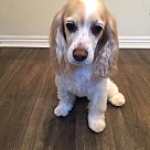 Cocker Spaniel Puppies - Rescue and Adoption Near You