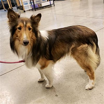 Cincinnati, OH - Sheltie, Shetland Sheepdog/Collie. Meet Coopster a Pet ...