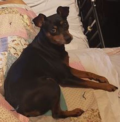 Los Angeles, CA - Miniature Pinscher. Meet COOKIE-Special Needs a Pet ...