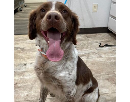 Fort Collins, CO - English Springer Spaniel/Mixed Breed (Medium). Meet ...