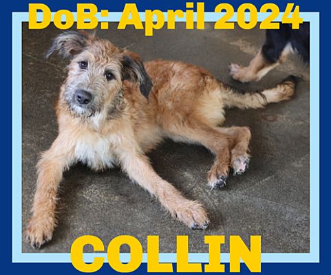 Sebec, ME - Irish Wolfhound/German Wirehaired Pointer. Meet COLLIN a ...