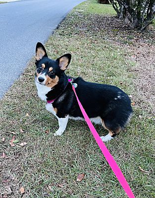 Lynnwood, WA - Corgi/Pembroke Welsh Corgi. Meet Gigi a Pet for Adoption ...