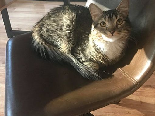 Dahlgren, VA - Domestic Longhair. Meet Mr. Kitt a Pet for Adoption ...