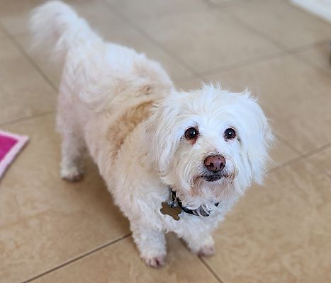 Phoenix, AZ - Poodle (Miniature)/Havanese. Meet Belle a Pet for ...