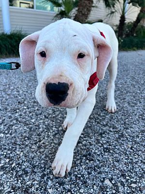Tampa, FL - Dogo Argentino. Meet Rose a Pet for Adoption - AdoptaPet.com