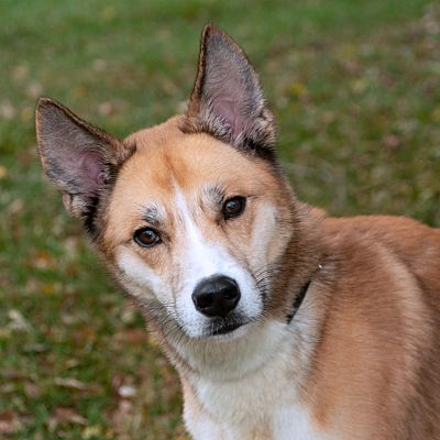 Troy, OH - Shepherd (Unknown Type)/Mixed Breed (Medium). Meet Ned a Pet ...