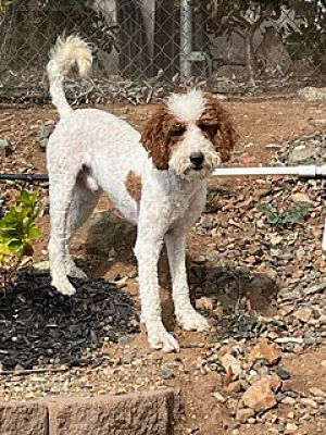 San Diego, CA - Poodle (Standard). Meet Butters a Pet for Adoption ...