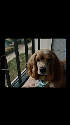 Marietta, GA - Cockapoo. Meet Simba a Pet for Adoption - AdoptaPet.com