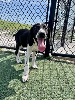 Oklahoma City, OK - Basset Hound. Meet Atticus a Pet for Adoption ...