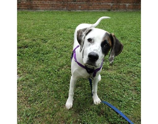 Boston, MA - Beagle/Catahoula Leopard Dog. Meet DAISY a Pet for ...