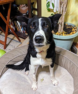 Corning, CA - Border Collie. Meet WILEY a Pet for Adoption - AdoptaPet.com