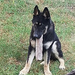Baltimore, MD - German Shepherd Dog. Meet Roxy a Pet for Adoption ...